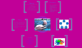 The Life cycle of The Amazon River Dolphin by Laura Libro on Prezi