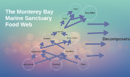 Monterey Bay Food Web by kaden kuehler on Prezi