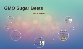 GMO Sugar Beets by Camm S on Prezi