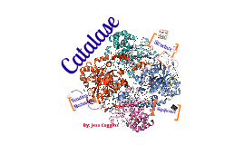 Enzyme Project--Catalase by Jessica Coggins on Prezi