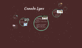 Life Cycle of Canadian Lynx by Shawn Flood on Prezi