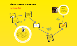 Biology Evolution of a Red Panda by Brandon Mock on Prezi