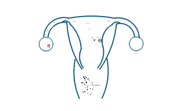 Female Sow Reproductive System by Ana Bless on Prezi
