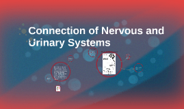 Connection of the Nervous System and Urinary System by Madalynn Gault ...