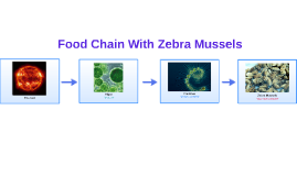 Food Web With Zebra Mussels by Lucas Barr on Prezi