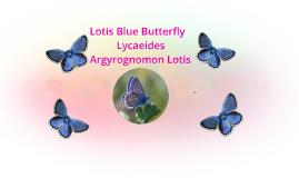 Lotis Blue Butterfly by Andry Garcia on Prezi