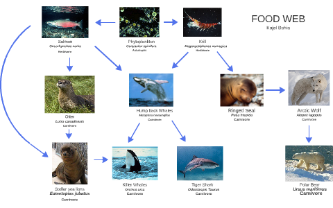 Food Web- Hump back whales by kajel bahia on Prezi