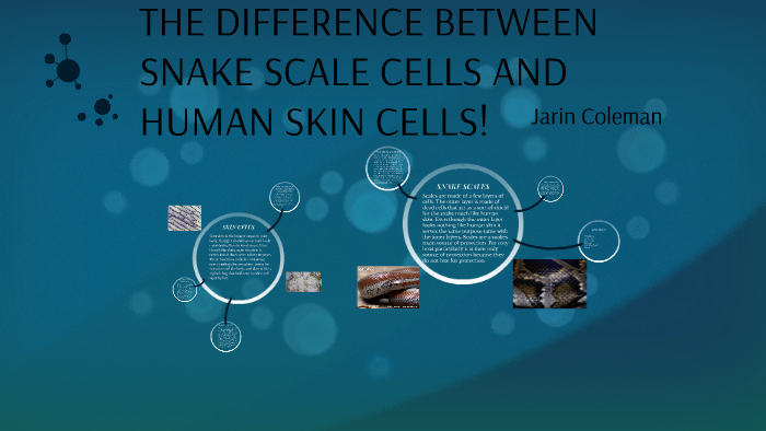 THE DIFERENCE BETWEEN SNAKE SCALE CELLS AND HUMAN SKIN CELLS by jarin ...