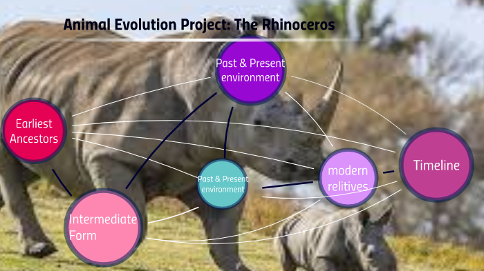 Evolution Of Rhinoceros