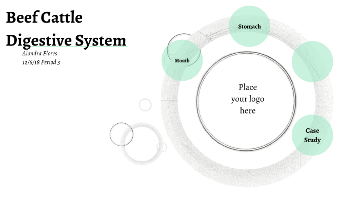 Beef Cattle Digestive System by Alondra Flores Navarrete on Prezi