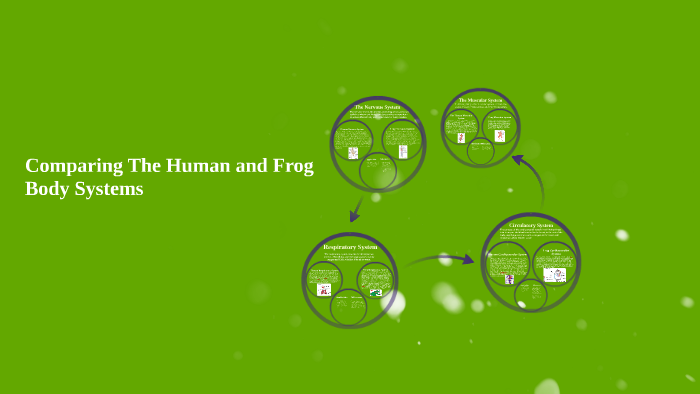 Comparing The Human And Frog Body Systems by Giancarlo Richardson ...