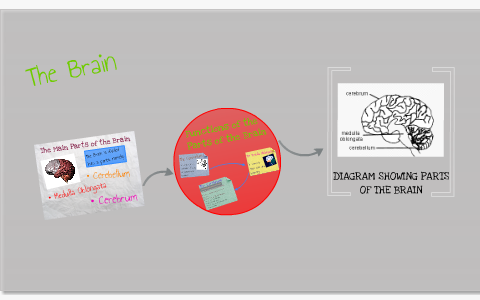 The Brain by Kaela Barrett on Prezi