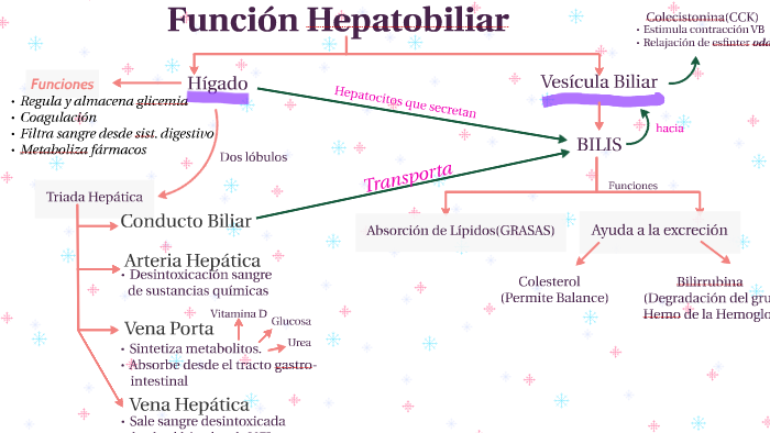 Función Hepatobiliar by Ignacia Carreño Ugalde on Prezi