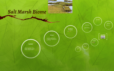 Salt Marsh Biome by Matthew Chastain on Prezi