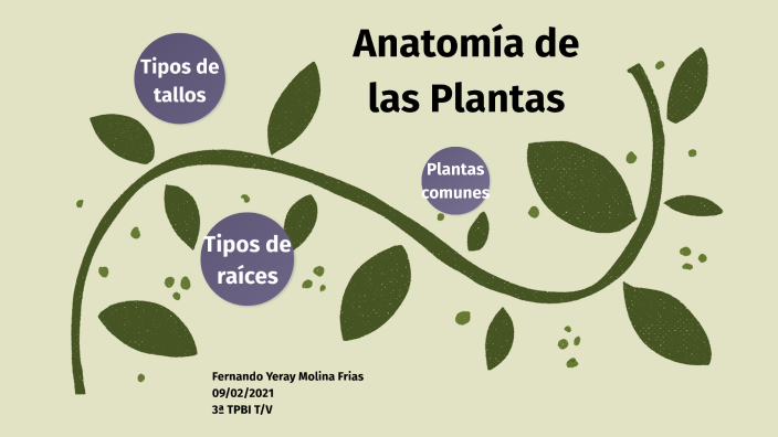 Anatomía de las Plantas by Fernando Yeray Molina Frias on Prezi