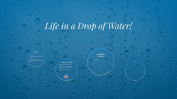 Life in a Drop of Water! by Lindy Worden on Prezi