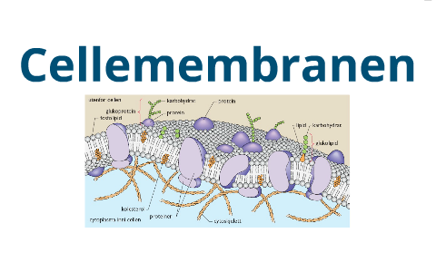 Cellemembranen by Hanne Kile Andersen on Prezi