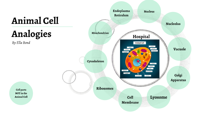 Animal Cell analogies by ella bond by Ella Bond on Prezi