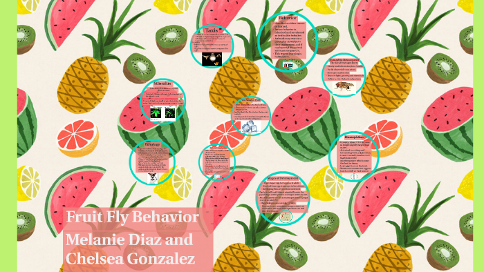 Fruit Fly Behavior by Melanie Diaz on Prezi
