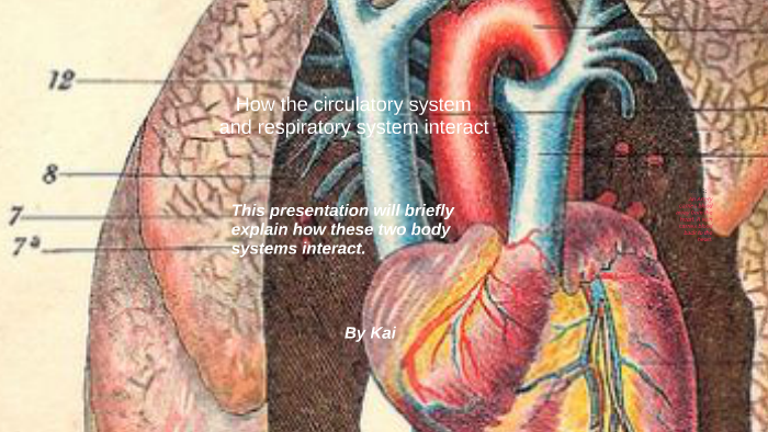 How the circulatory system and respiratory system interact by Kai Cobbs ...