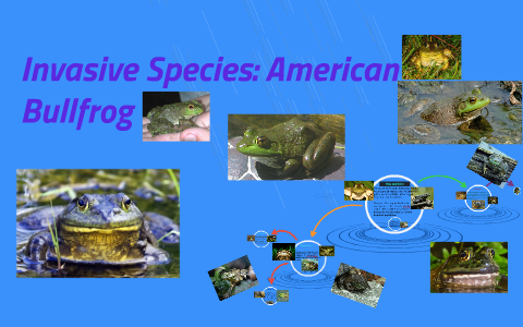 Invasive Species: American Bullfrog by Sarah Fairchild on Prezi