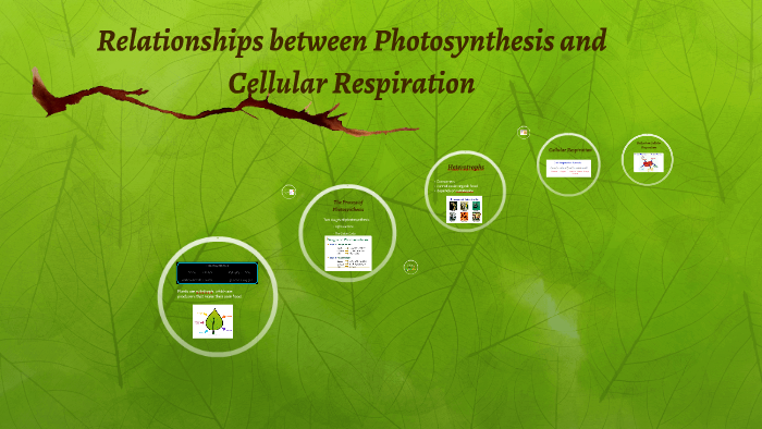 Relation between Photosynthesis and Cellular Respiration by Jerry Bonilla