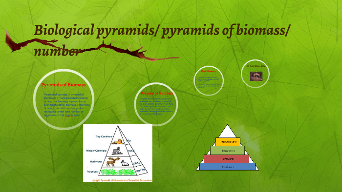 Biological pyramids/ pyramids of. biomass/number by Rory Ostey on Prezi