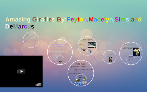 What does giraffes look like by Jessica Seale on Prezi