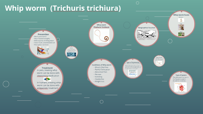 Whip worm (Trichuris trichiura) by conrad wolak on Prezi