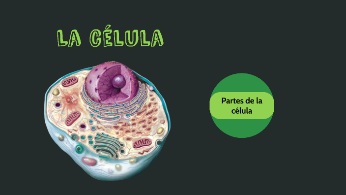 La célula by DANAE YATZIL BACA RAMIREZ on Prezi