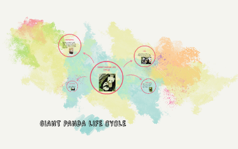 Red Panda Life Cycle Stages