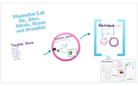 Dogfish Shark Dissection Lab by Alexa Reams on Prezi