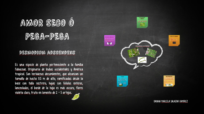 AMOR SECO Ó PEGA-PEGA by Danna Salazar Ramirez on Prezi