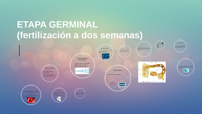 ETAPA GERMINAL by maria valdespino on Prezi
