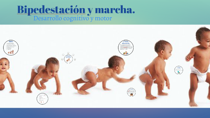 Bipedestación y marcha. by Anabel Gomez Romera on Prezi