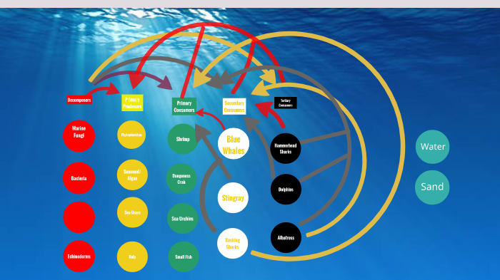 Pacific Ocean Ecosystem by Alexander NotTelling on Prezi