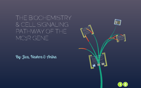 The Biochemistry & Cell Signaling Pathway Of The MC1R Gene by Anjerica ...