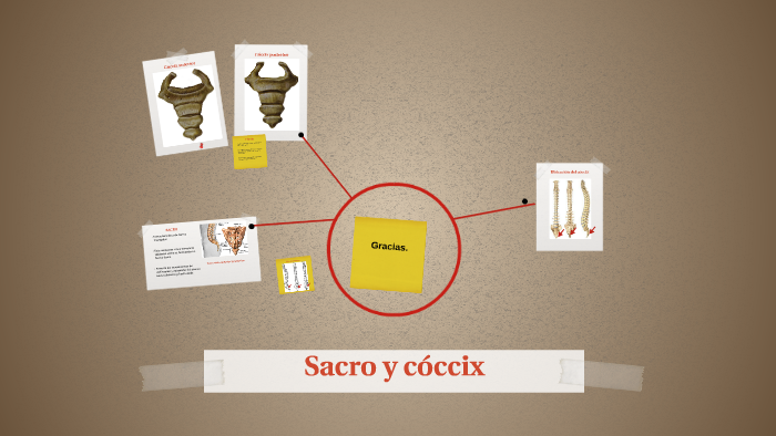 Sacro y coxis by Sophie Castaeda on Prezi