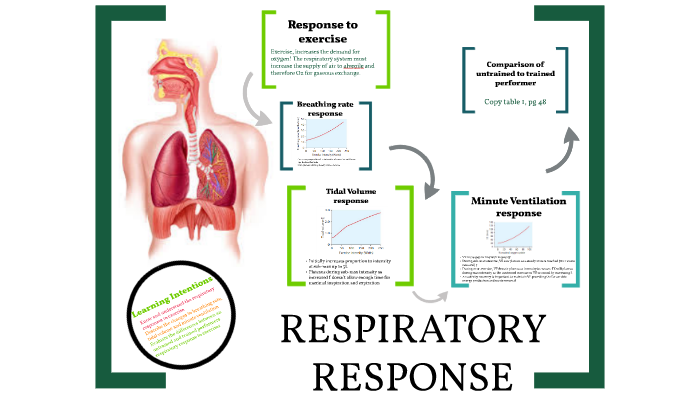 Respiratory volume response to exercise by Kerry Adele on Prezi