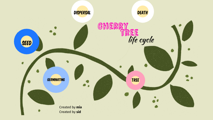 Cherry Tree life cycle by KITTY BOYDEN on Prezi