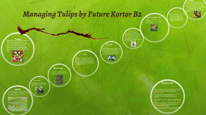 Tulip Pest Management by Future Kortor on Prezi