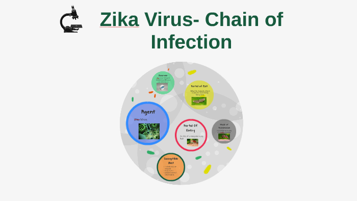 Zika Virus- Chain of Infection by via kay on Prezi