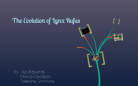 Evolution of the Lynx rufus by urban ecology on Prezi