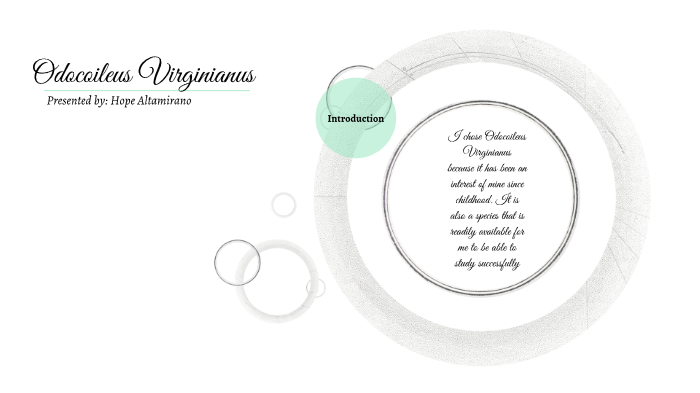 Odocoileus Virginianus by hope altamirano on Prezi