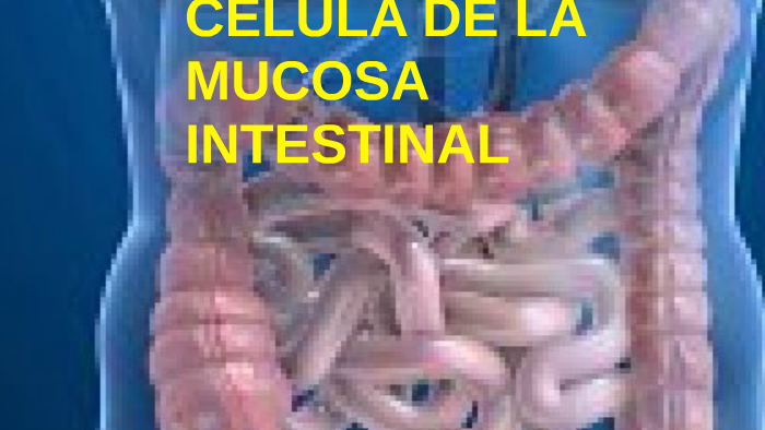 Célula de la Mucosa Intestinal by Brenda Castaño on Prezi