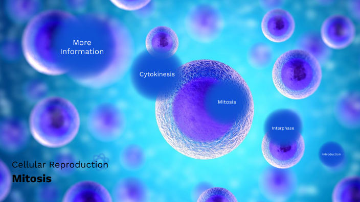 Mitosis by Junyu Ren on Prezi