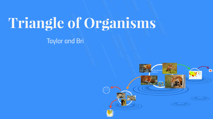 Triangle of Organisms by Taylor Kutsaftis
