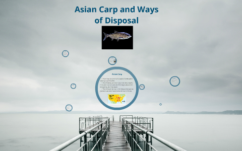 Asian Carp and Ways of Disposal by Cody Schleder on Prezi