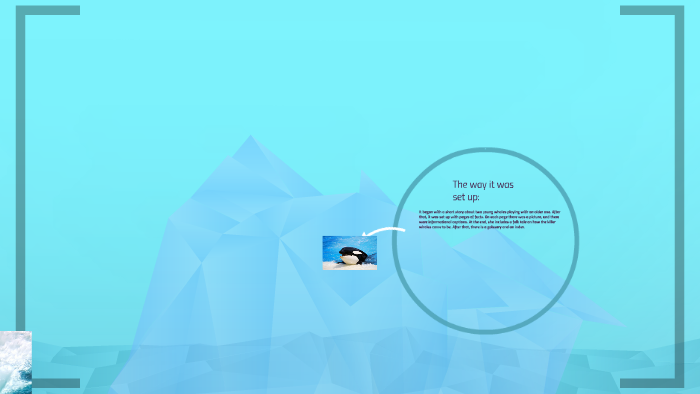 Killer Whales Sailor Sabol by Sailor Sabol on Prezi