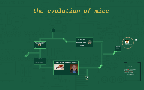 the evolution of mice by kevin taggart on Prezi